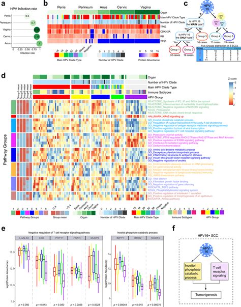 Characterization Of HPV Related SCCs A HPV Infection Rate Of Download Scientific Diagram