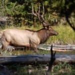 Grand Teton Ranch Lodging Jackson Hole Wyoming Ranch Wyoming Dude Ranch Association