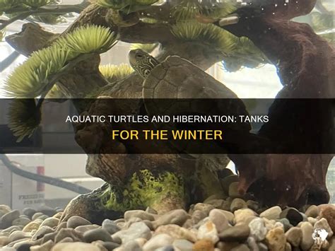 Aquatic Turtles And Hibernation Tanks For The Winter Petshun