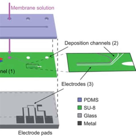 Pdf Graphene Based Field Effect Transistor Biosensors For The Rapid