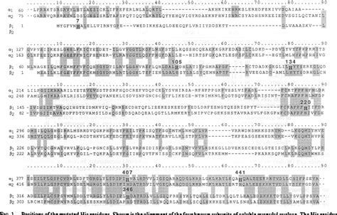 Figure 2 From Mutation Of His 105 In The Beta 1 Subunit Yields A Nitric Oxide Insensitive Form