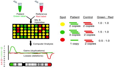 Molecular Karyotype Asst Nebojsa Zecevic Md Phd Specialist In