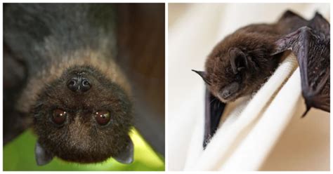 Is It Illegal To Kill Bats In Arkansas Explore The Answer And Some Facts About Them