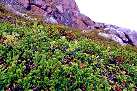 Edible Plants Series Wild Berries Part 1 Ember Archaeology