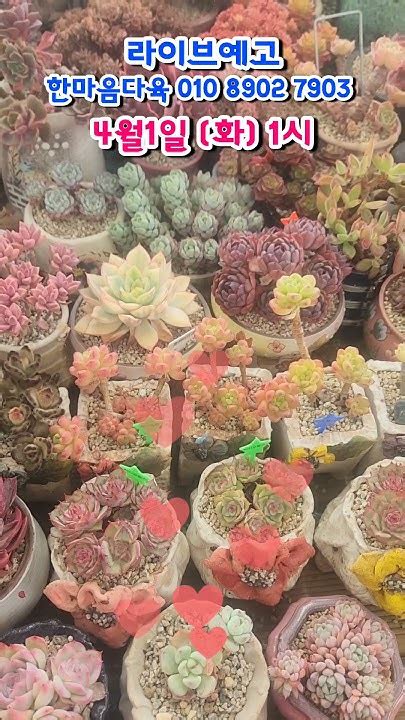 한마음다육 군생다육 분포다육 구경오세요 Youtube