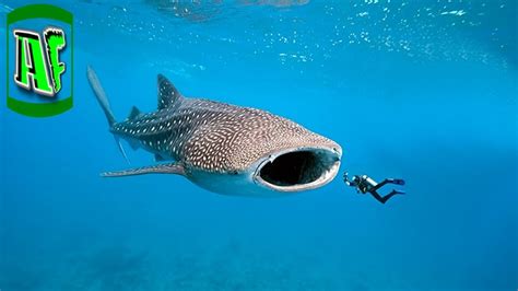 მსოფლიოში ყველაზე დიდი თევზი ვეშაპისებური ზვიგენი Youtube