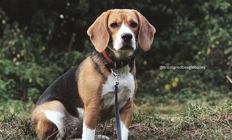25 Beautiful Beagle Colors To Unveil With Pictures