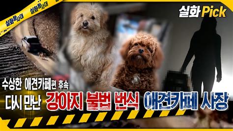 실화Pick 수상한 애견카페편 후속 다시 만난 강아지 불법 번식 애견카페 사장 실화탐사대 실화On MBC 방송 YouTube