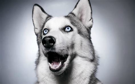 🔥 40 Christmas Husky Wallpapers Wallpapersafari