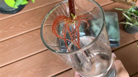 Begonia Propagation From Start To Finish Suburbansill