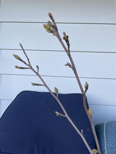 Is It Possible To Propagate Magnolia Cuttings Without Leaves Rproplifting