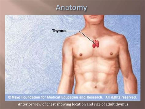 Thymus Gland And Spleen By Mohammad Mufarreh Pptx