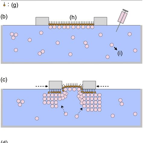 Preparation Of Nanosheets And A Plausible Model A A Langmuir Download Scientific Diagram