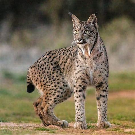 Record Breaking Iberian Lynx Dies Aged 20 Birdguides