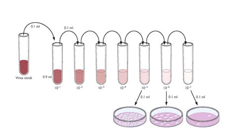 Solved Calculate How Many Pfu Ml Is In The Virus