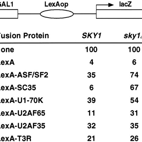 Phosphorylation Mediates Molecular Targeting Of Rs Domain Proteins