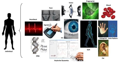 3 Examples Of Biometric Modalities That Can Be Used To Authenticate An