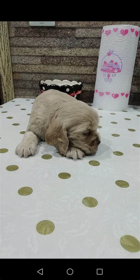 ინგლისური კოკერ სპანიელი