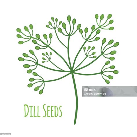 딜 조미료 조미료 씨앗 초본 식물입니다 플랫 스타일입니다 벡터 일러스트 레이 션 꽃 식물에 대한 스톡 벡터 아트 및 기타 이미지 꽃 식물 딜 허브 회향 Istock