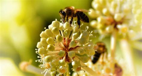 Oh Honey There S A Fetish Where People Want To Have Bee Sex