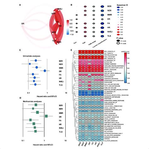Association Of Ddr Pathway Profiles And Clinical And Biological