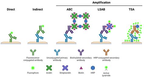 Immunohistochemistry Ihc The Complete Guide