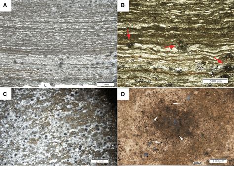 Thin Section Photomicrographs Of The Laminated Dolomite In Section W 1