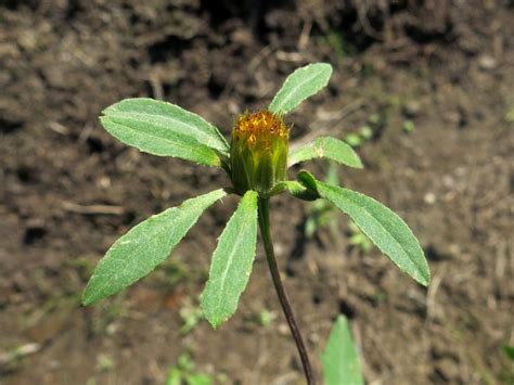 Череда трехраздельная (Bidens tripartita L.)