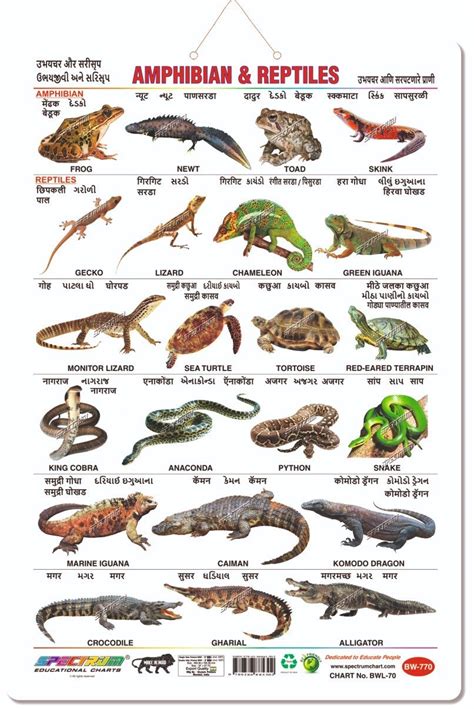 Amphibians Chart