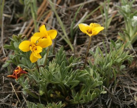 Douglas Violet Photos Page 1