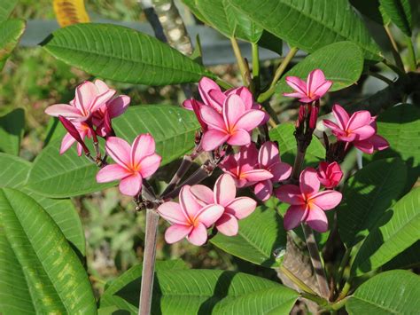 Flor De Sacuanjoche La Flor Nacional De Nicaragua Flowers Plants