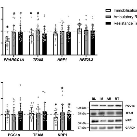 Gene And Protein Expression Of Mitochondrial Transcription Factors