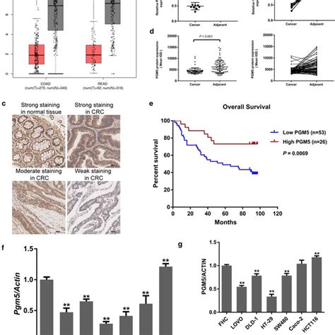 Abbreviations Pgm Phosphoglucomutase Crc Colorectal Cancer Tcga