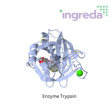 Enzyme Trypsin Công Ty Tnhh Ingreda
