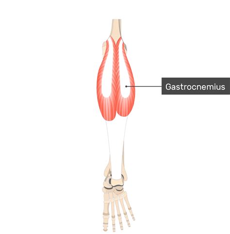 Gastrocnemius Muscles Labeled Human Being Anatomy Muscles Anterior