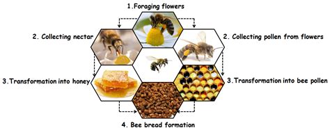 Bee Bread As A Promising Source Of Bioactive Molecules And Functional