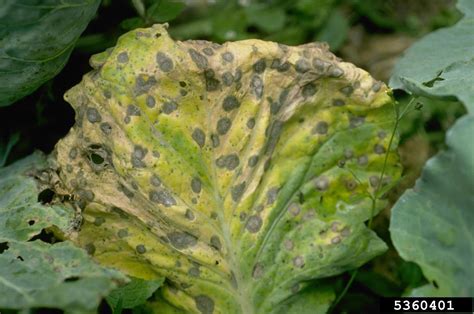 Treatment For Alternaria Recognizing And Preventing Alternaria