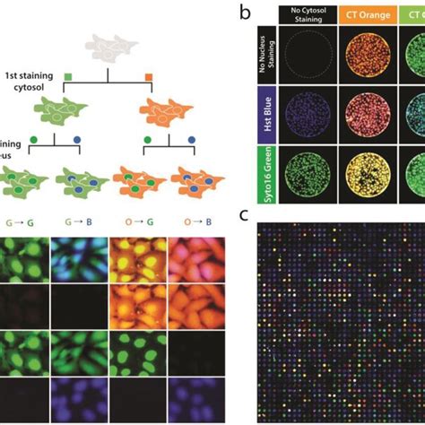 Sequential Combinatorial Cell Staining A Schematic Illustration Of