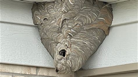 How To Eliminate Wasps And Hornets At Norris Carrico Blog