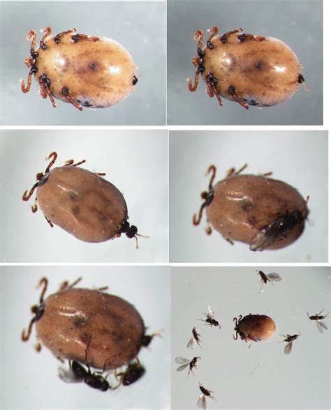 Ixodiphagus Hookeri Is A Species Of Wasp That Is A Parasitoid Of Ticks