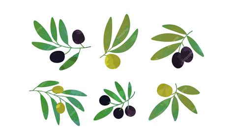 Premium Vector Green Olive Tree Branches With Fruits Collection