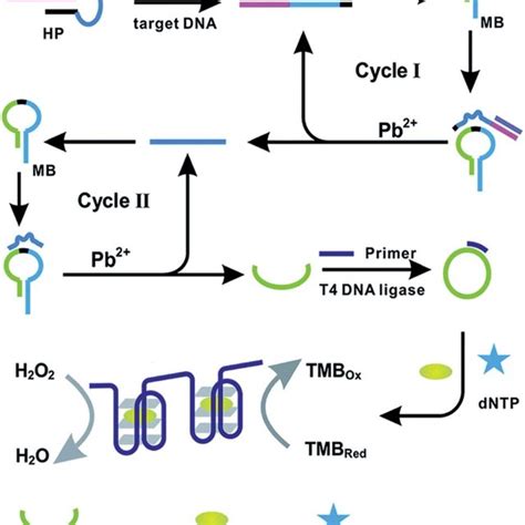 Dnazyme Assisted Dna Recycling And Rolling Circle Amplification For The