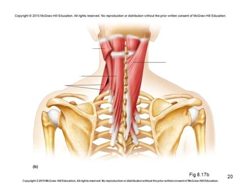 Muscle Labeling Neck Quiz