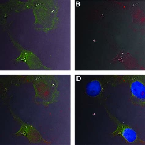 The Nucleolin And Epithelial Growth Factor Receptor Egfr Aptamers Download Scientific Diagram
