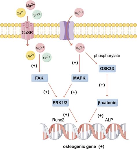 Enhanced Functionalities Of Biomaterials Through Metal Ion Surface Modification Pmc