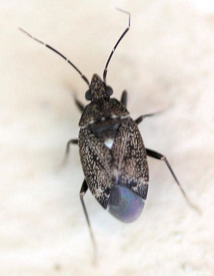 True Bug BugGuide Net