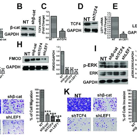 β Catenin Tcf4 And Lef1 Are Essential For Fmod Expression Erk