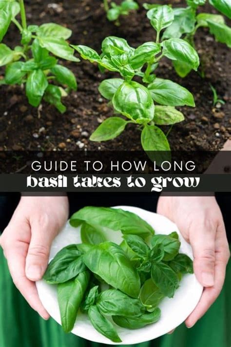 How Long Does It Take Basil To Grow • Longbourn Farm
