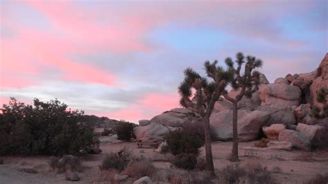 The Road Taken Joshua Tree National Park