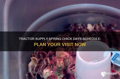 Tractor Supply Spring Chick Days Schedule Plan Your Visit Now Cychicken
